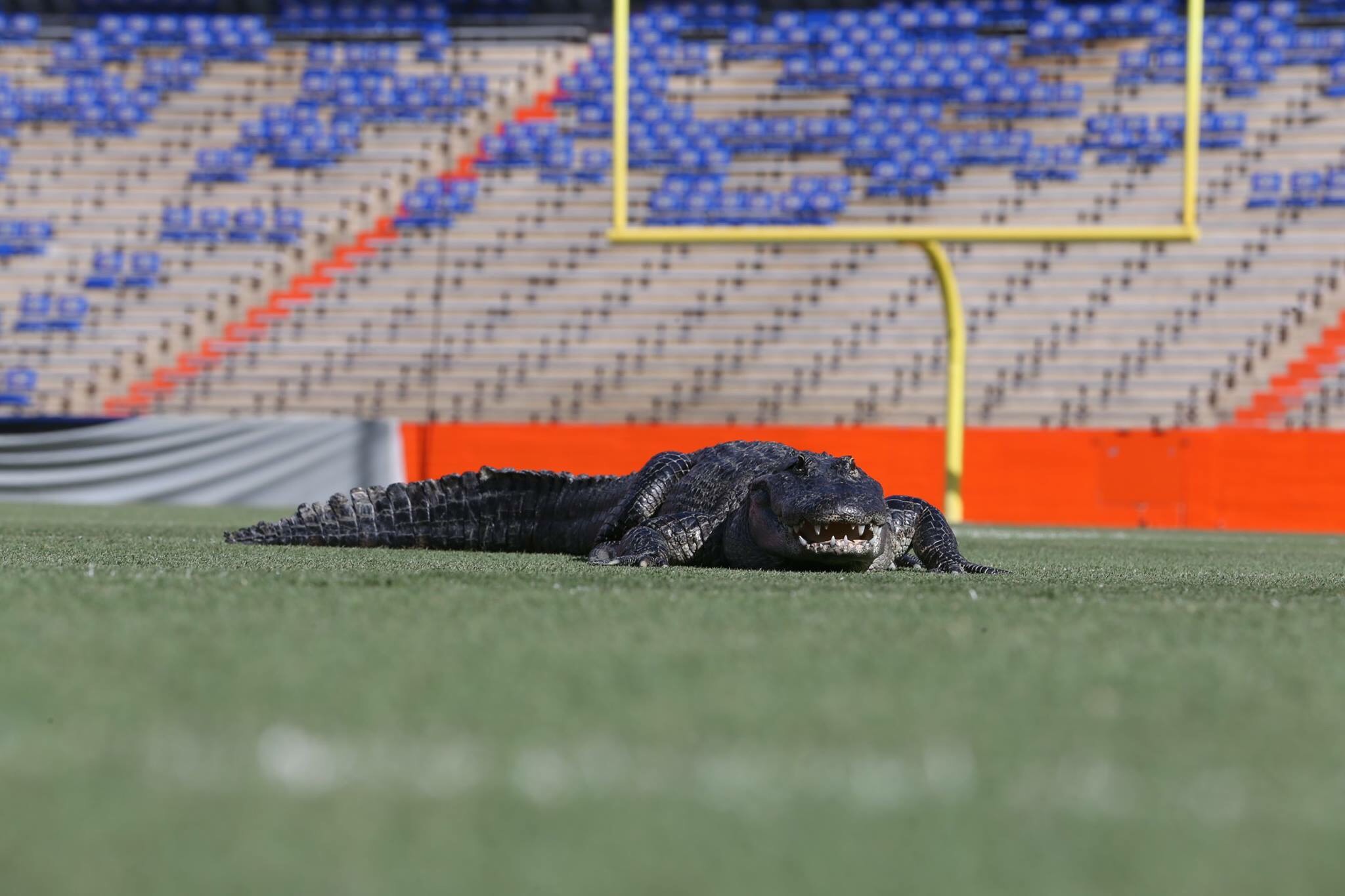 Meet the Gator that Broke the Internet - WRUF 98.1 FM | 850 AM | 103.7 ...