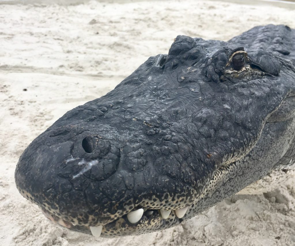 Meet the Gator that Broke the Internet - WRUF 98.1 FM | 850 AM | 103.7 ...